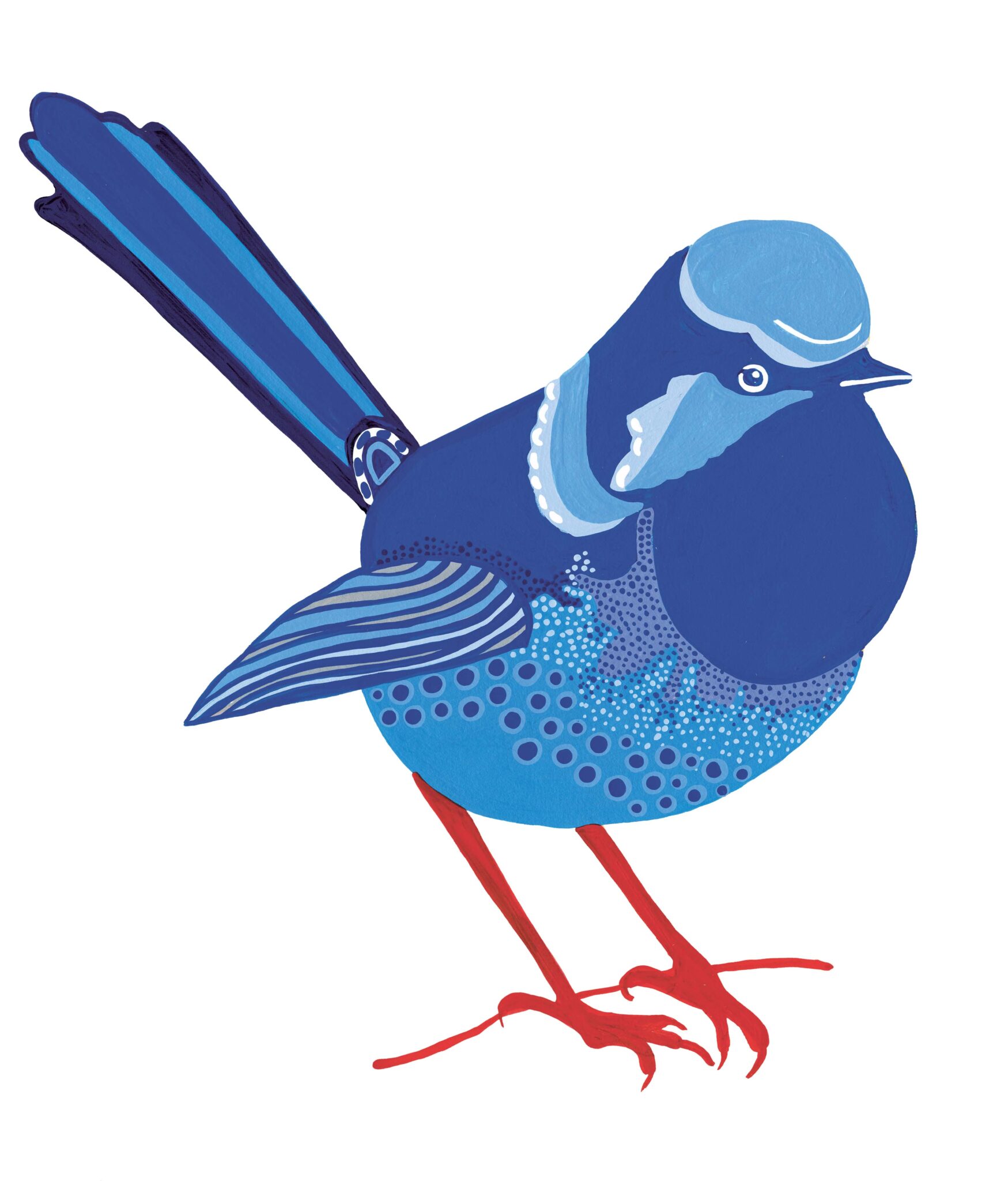 Superb Fairy Wren | Boomalli Aboriginal Artists Co-operative