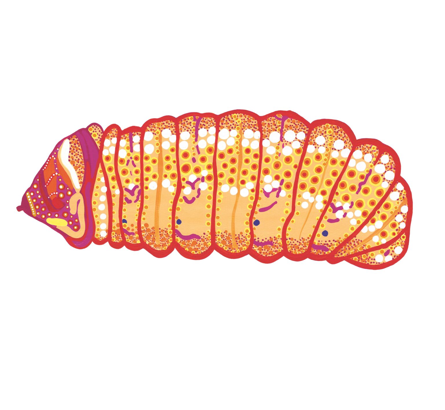 Witchetty Grub | Boomalli Aboriginal Artists Co-operative